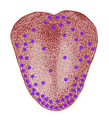 Taste, Touch & Smell Receptors | Overview & Types - Lesson | Study.com