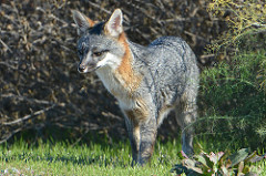 Gray Fox Facts: Lesson for Kids | Study.com