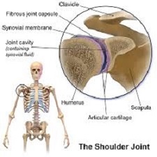Anterior Shoulder Dislocation: Definition & Types | Study.com