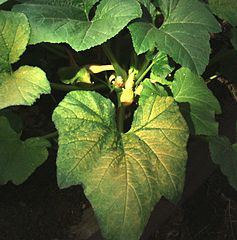 Tobacco Mosaic Virus Structure & Function | What is Tobacco Mosaic ...