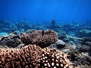 Phylum Porifera | Characteristics, Habitat & Examples - Lesson | Study.com