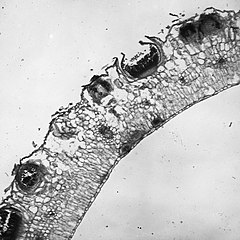 Rust Fungus | Overview, Features & Life Cycle - Lesson | Study.com