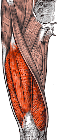 Vastus Muscles | Overview, Function & Location | Study.com