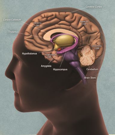 Neurogenesis Definition, History & Examples | Study.com