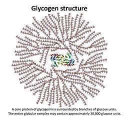 Categorizing the Macromolecule from a Drawing Practice | Biology ...
