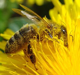 Pollination | Definition, Types & Methods - Lesson | Study.com