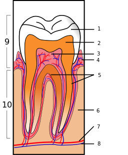 Cross Section Overview & Examples - Lesson | Study.com