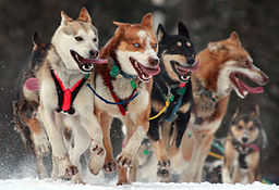 Iditarod Lesson for Kids | Study.com