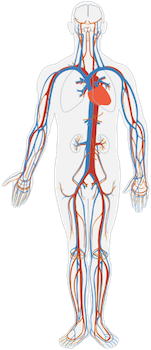 Closed Circulatory System | Definition, Types & Examples - Lesson ...