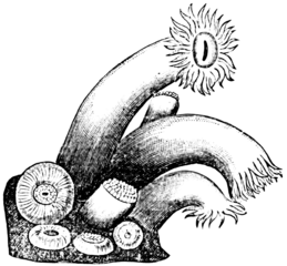 Moon Jellyfish | Habitat & Life Cycle - Lesson | Study.com