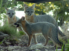 Gray Fox Facts: Lesson for Kids | Study.com