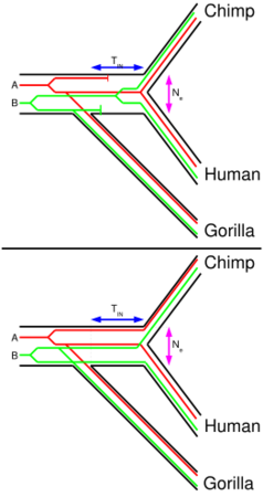 Evolutionary Relationships | Definition, Study & Importance - Lesson ...