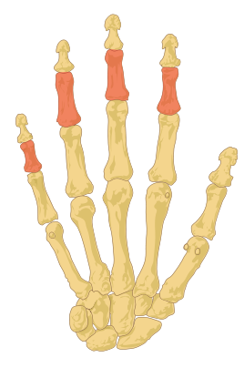 Joint Overview, Structure & Function - Lesson | Study.com