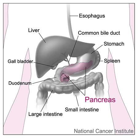 Acinar Cells Pancreas Labeled