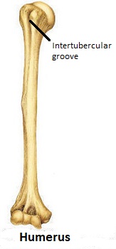 Teres Major Muscle | Origin, Insertion & Action - Lesson | Study.com