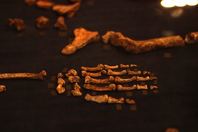 Homo Naledi | Characteristics, Skull & Facts | Study.com