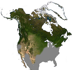 Opossums | Diet, Lifespan & Habitat | Study.com