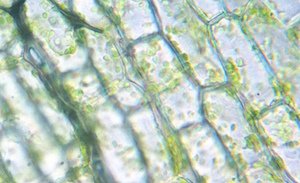 Transverse Sections of Living & Non-Living Things | Study.com