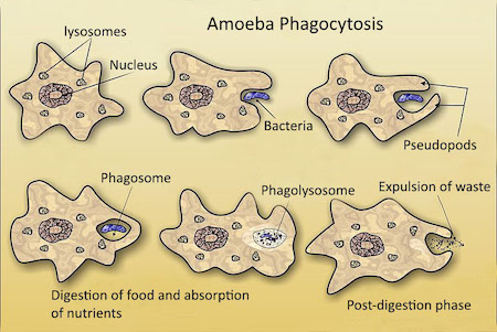 Comparing the Roles of Endocytosis & Exocytosis in the Cell Practice | Biology Practice Problems ...