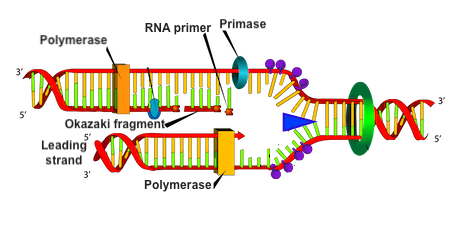 Comparing and Contrasting DNA Replication in Eukaryotes & Prokaryotes ...