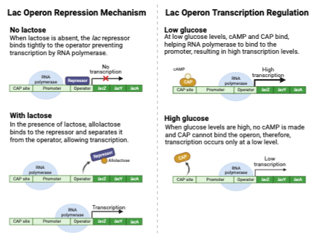 Analyzing How Signal Transduction Affects Gene Expression Practice ...