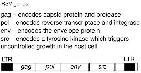 Analyzing an Illustration of Information Flow in Retroviruses Practice ...