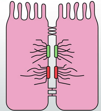 Morula | Definition, Formation & Function - Lesson | Study.com