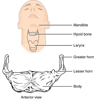 Omohyoid Muscle | Function, Origin & Innervation | Study.com