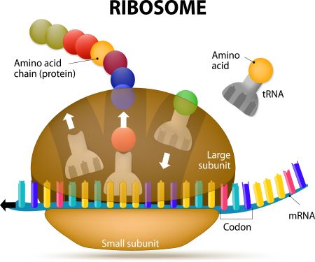 Quiz & Worksheet - Upregulation & Downregulation in Gene Expression ...