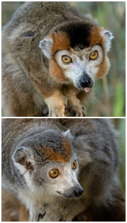 Crowned Lemur: Characteristics, Locomotion, Diet & Facts | Study.com