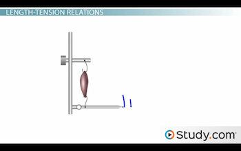 Length-Tension Relationship | Importance & Examples - Lesson | Study.com