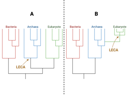 Analyzing the Common Ancestry of Eukaryotes at the Molecular & Cellular ...