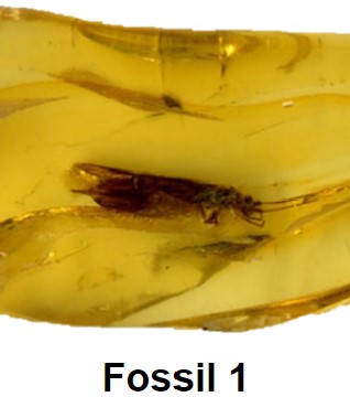 Organizing Quantitative Data to Compare & Contrast Rock & Fossil Types ...