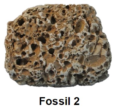 Organizing Quantitative Data to Compare & Contrast Rock & Fossil Types ...