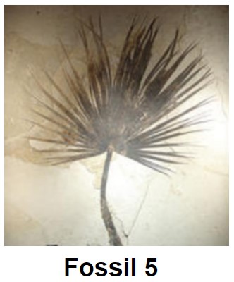 Organizing Quantitative Data to Compare & Contrast Rock & Fossil Types ...