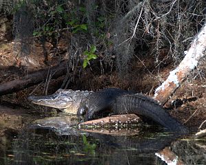 Coastal Plain of Georgia | Overview & Characteristics | Study.com