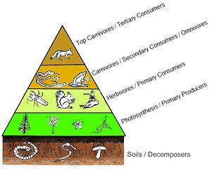 Analyzing Energy Pyramids & Determining the Energy Flow between Trophic ...