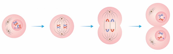 Oocyte Definition, Cell Division & Life Cycle - Lesson | Study.com