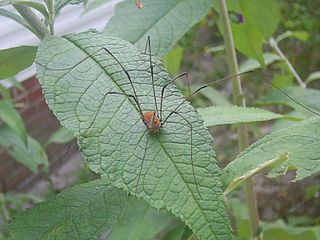 Harvestmen | Definition, Body Structure & Life Span - Lesson | Study.com