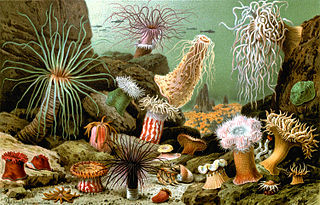 Cnidarians Characteristics, Circulatory System & Examples | Study.com