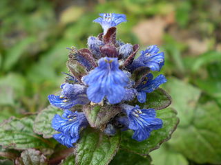 Ajuga Reptans: Varieties & their Medicinal Uses | Study.com