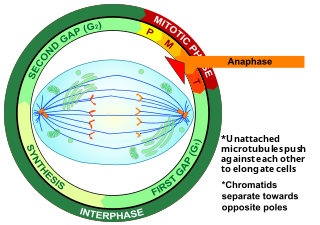 The Cell Cycle | Mitosis & Meiosis - Lesson | Study.com