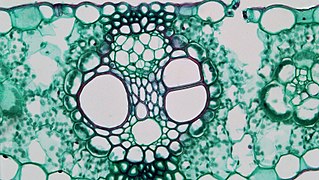 Plant Cell | Parts, Functions & Types - Lesson | Study.com