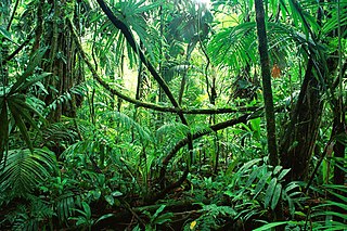 Biomes of The World | Savannas, Deserts, & Rainforests - Lesson | Study.com