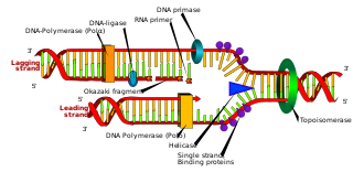 Helicase in DNA Replication | Definition & Function - Lesson | Study.com