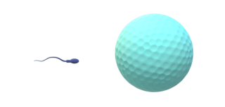 Polar Body Definition, Formation & Function - Lesson | Study.com