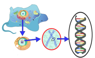 Virus Structure, Anatomy & Function - Video & Lesson Transcript | Study.com