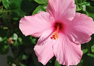 Rotational Symmetry & Reflection of Polygons - Lesson | Study.com