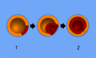 Ectoderm | Definition, Function & Derivatives - Lesson | Study.com