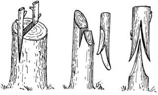 Vegetative Propagation | Definition, Types & Examples - Lesson | Study.com